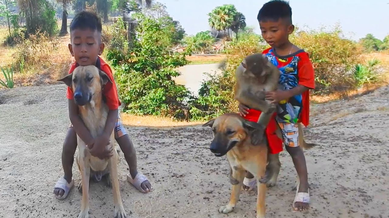 Amazing Video ! These Are Harmony Animals In The World - YouTube