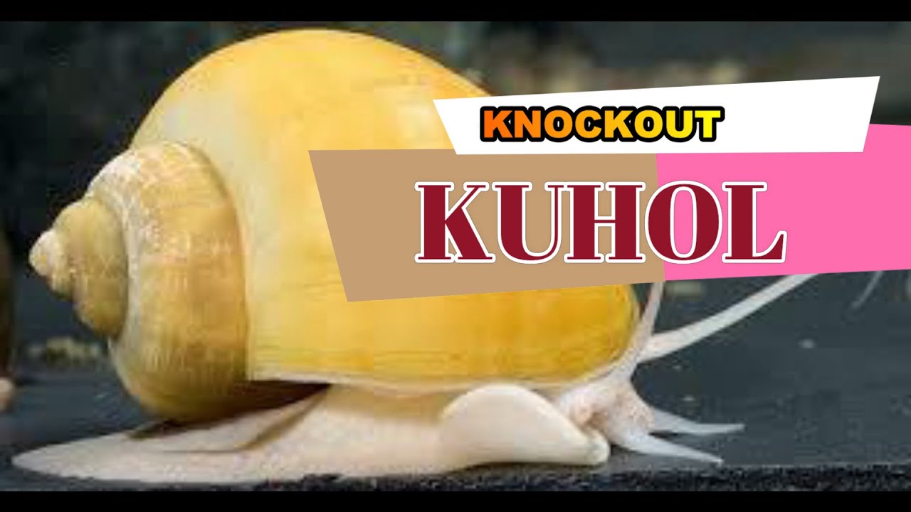 PAANO PUKSAIN ANG KUHOL? KNOCK OUT KUHOL! #agri #farming #bukid #buhay ...