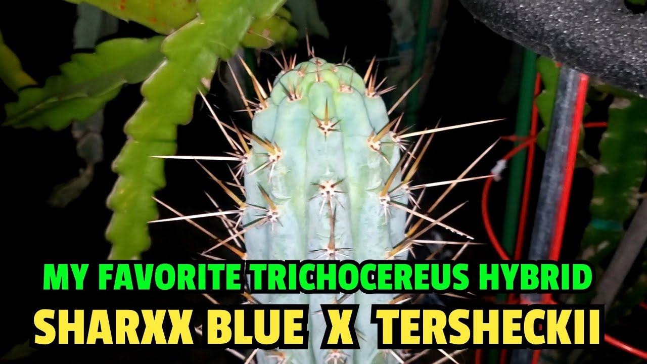 My favorite Trichocereus Hybrid as of now - YouTube