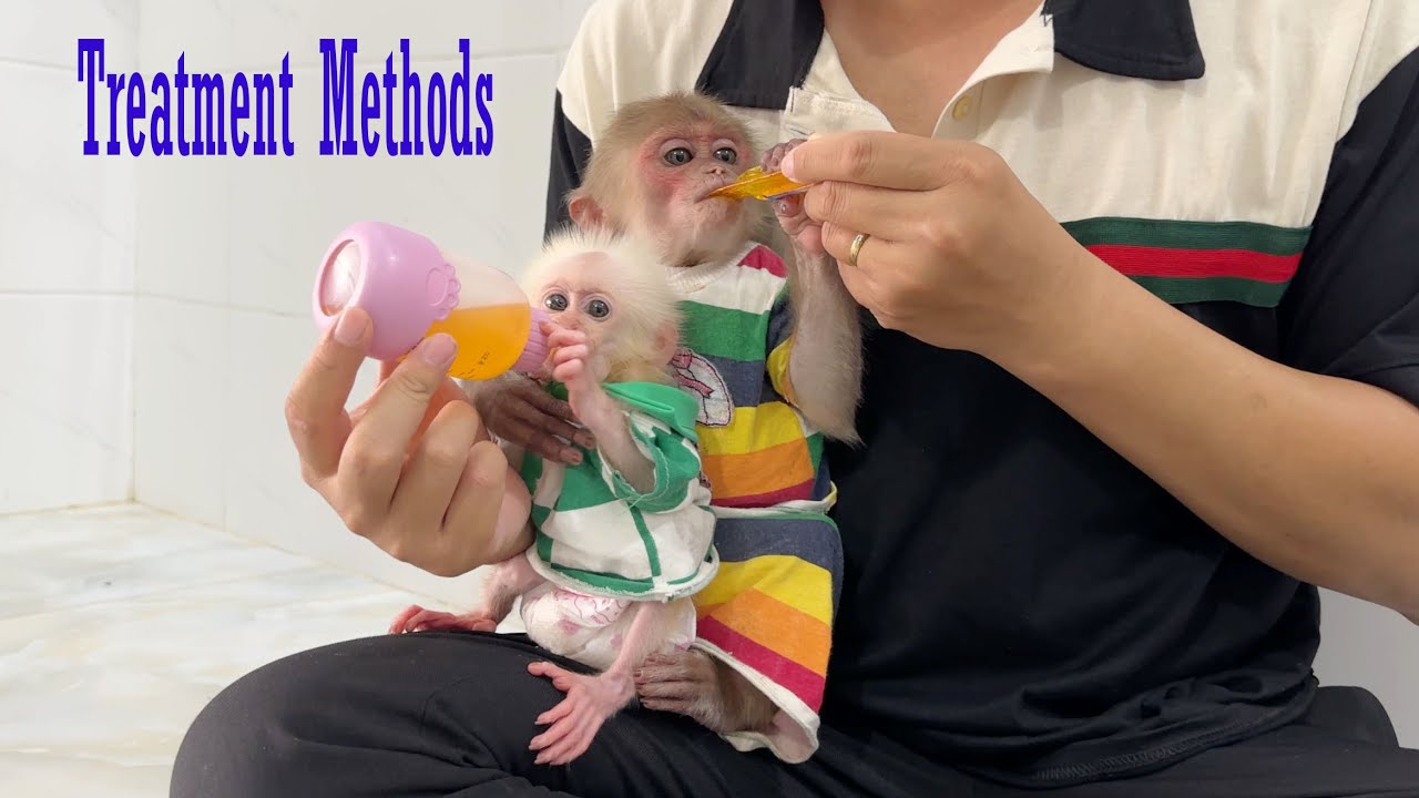 Disease results of baby monkey ZiZi and treatment methods - YouTube