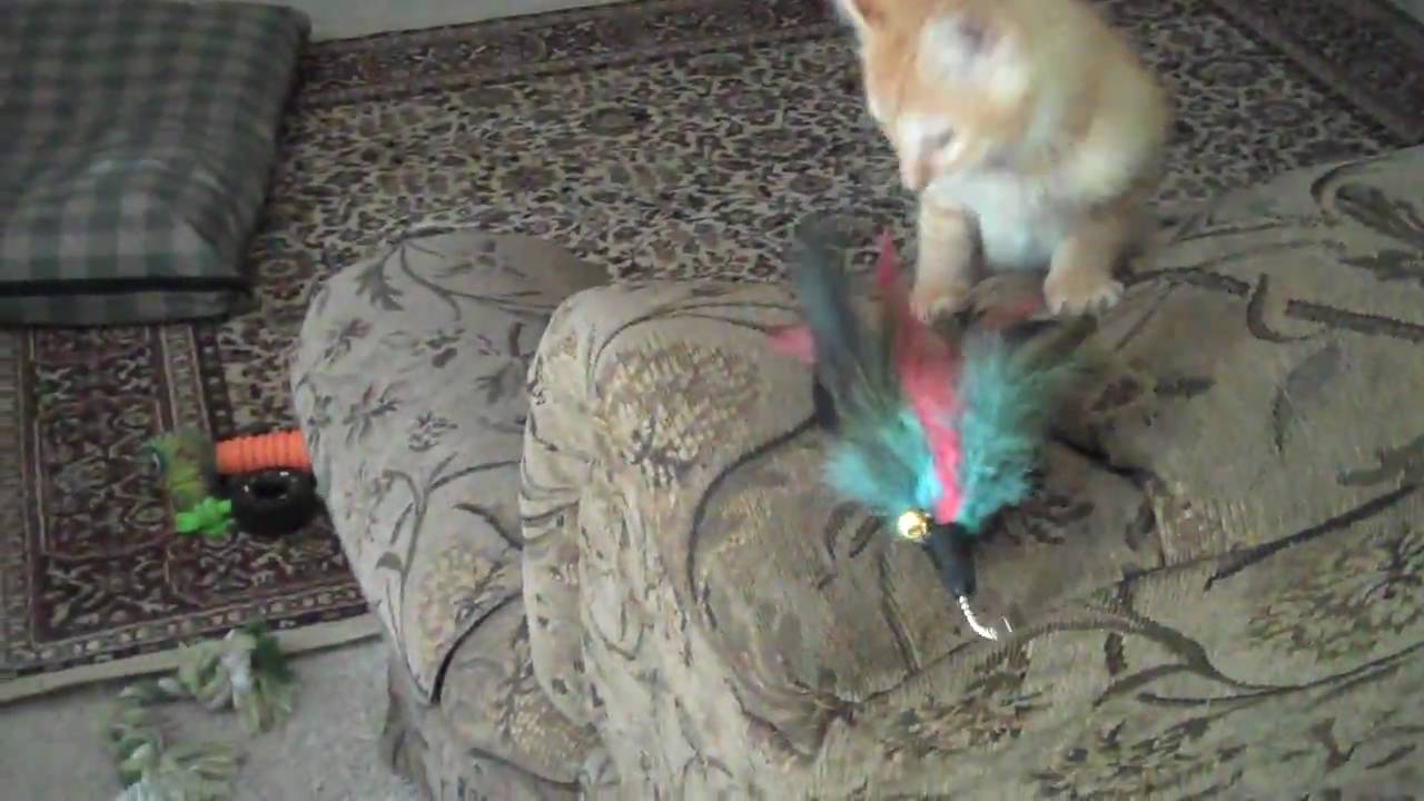 Hissy cat - YouTube