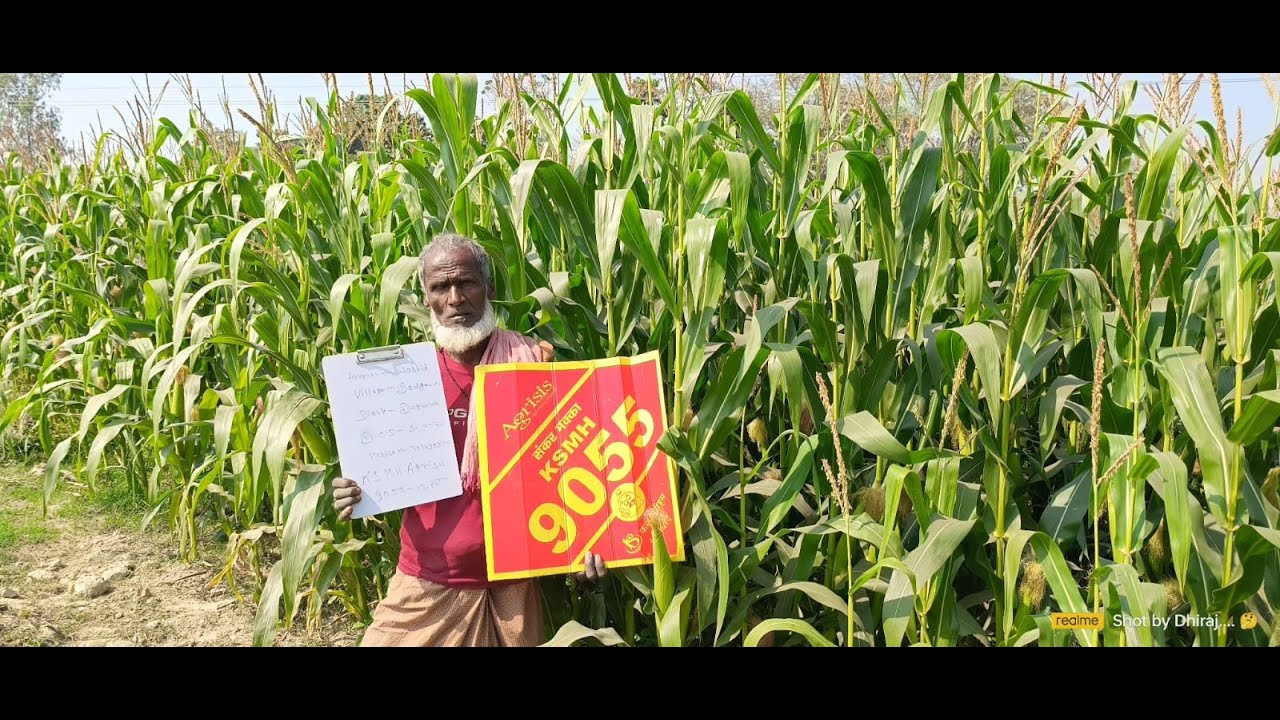 Kurnool Seeds Hybrid Maize : KSMH-9055 #highyielding #agriculture - YouTube