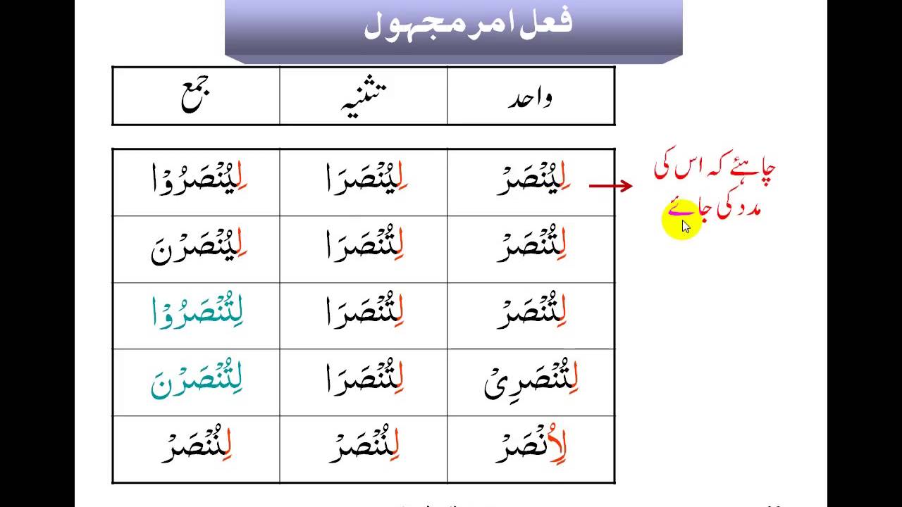 VIDEO 36 FIAL AMR MAJHOOL - YouTube