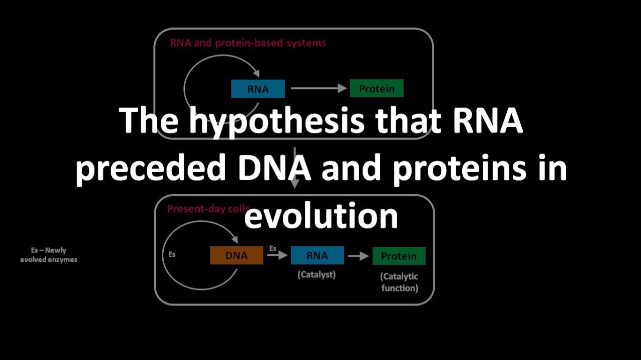 RNA preceded DNA and proteins in evolution a hypothesis - YouTube