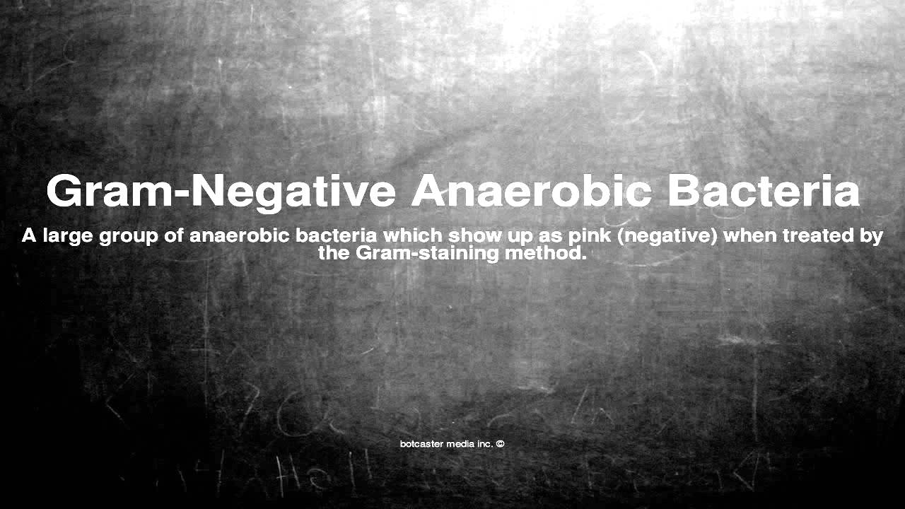 Medical vocabulary: What does Gram-Negative Anaerobic Bacteria mean ...