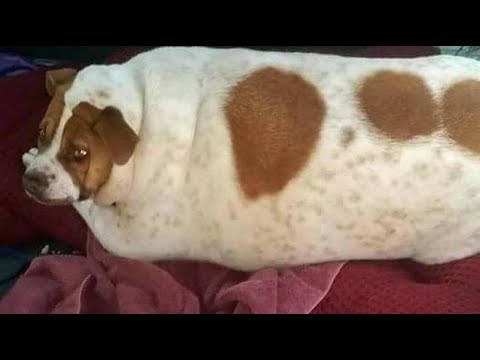 ~ Weird dogs - Fat dogs ! - YouTube