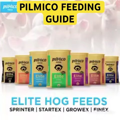 PILMICO FEEDING GUIDE|| #subscribers #breeders#baboy - YouTube