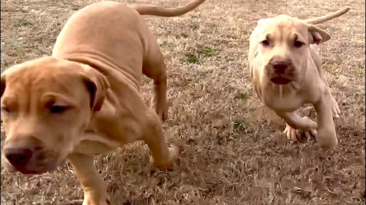 JD Hogg and pups plus one#workingdog #dog #apbtlove - YouTube