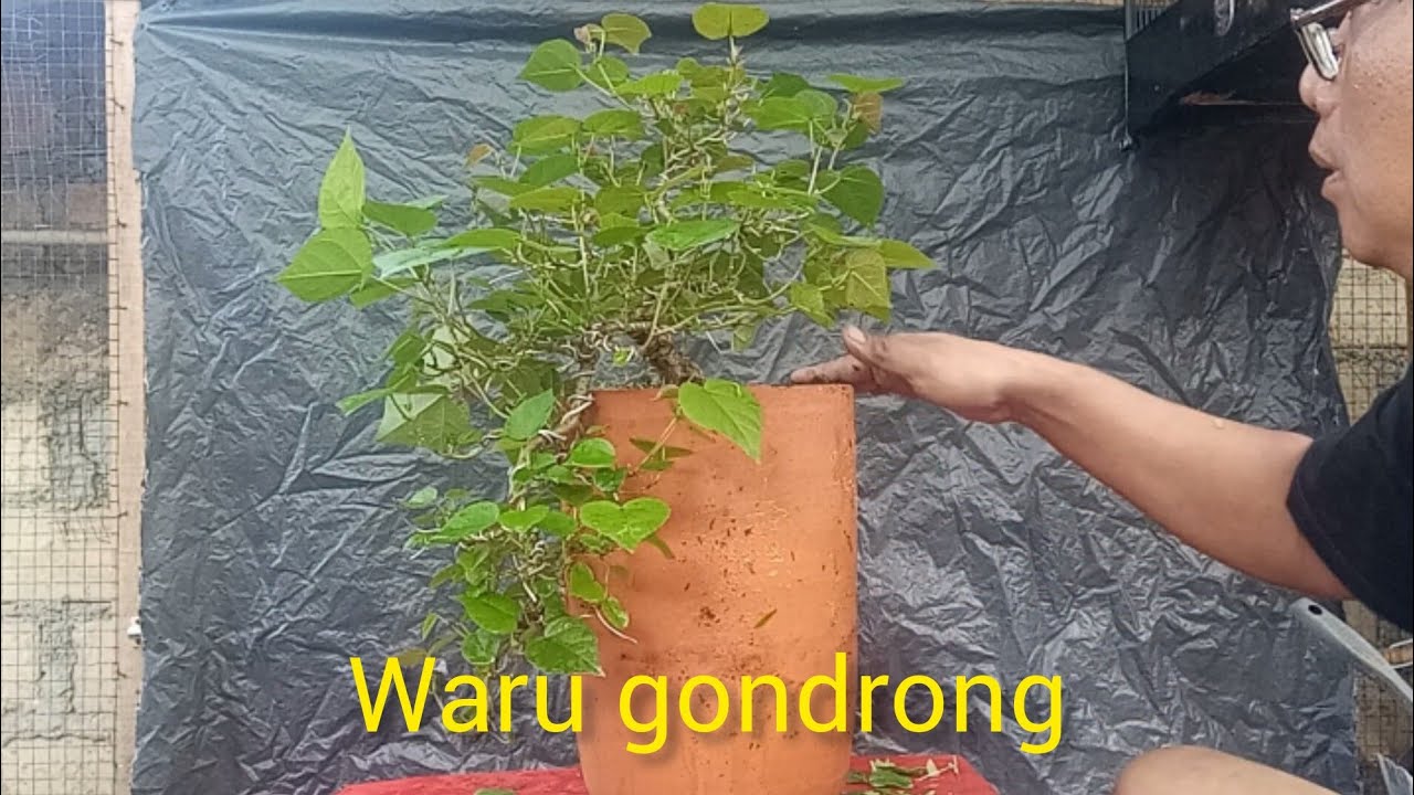 perawatan tanaman waru merah - YouTube