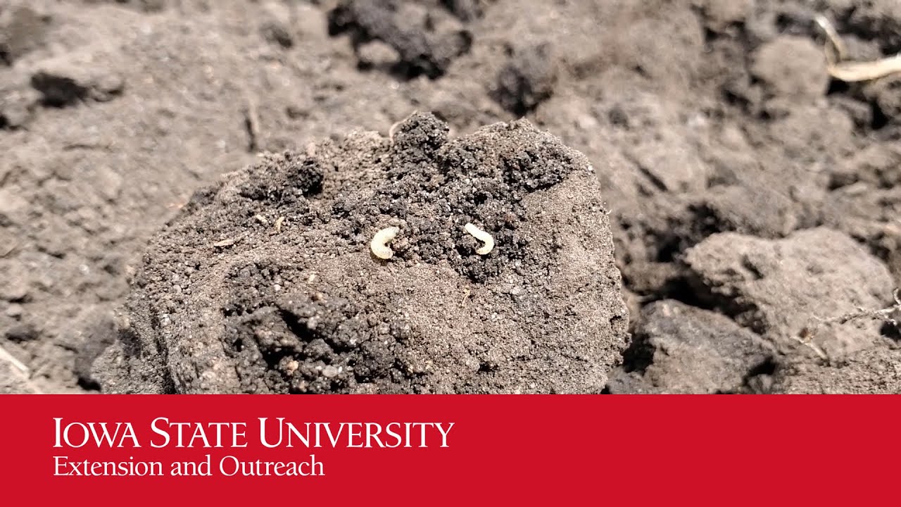 Corn Rootworm Larvae - YouTube