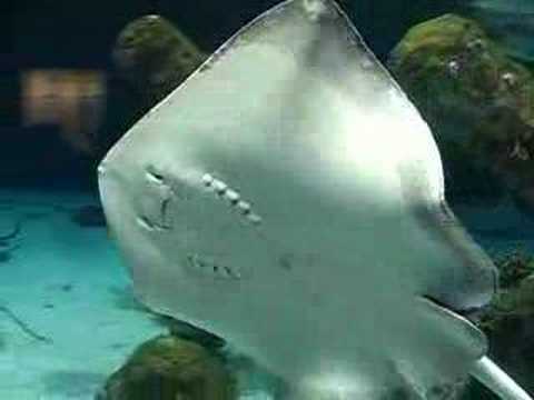 Ray underside - YouTube