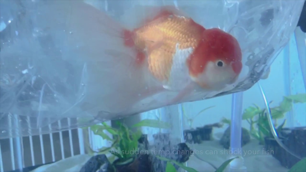Oranda Goldfish Unboxing - Zhao's Fancies - YouTube