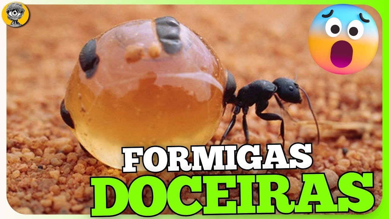 Formigas Doceiras São uma AMEAÇA REAL!😧| DE VISTA - YouTube