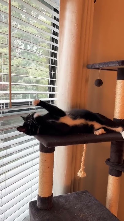 Tuxedo boi 🐈‍⬛ HOPPED UP on catnip 😸#tuxedoboi #catnip #tuxedocat - YouTube