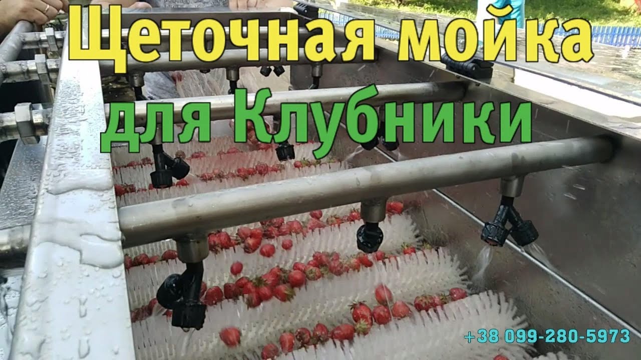 Щеточная мойка для очистки ягод клубники / berry washing machine - YouTube