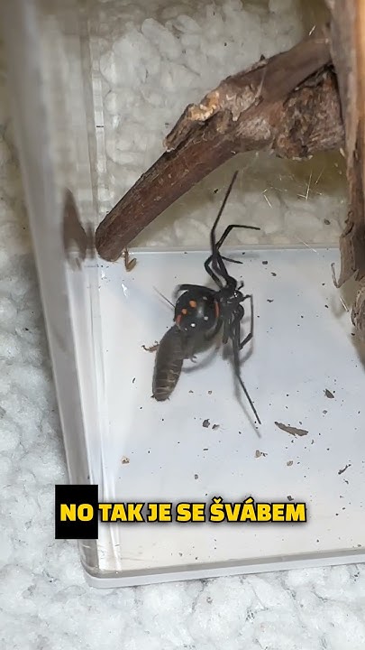 JAK LOVÍ ČERNÁ VDOVA? #fyp#pavouk#pavouci#černávdova#chov#chovatel#teraristika#cz#czech#sokolik ...