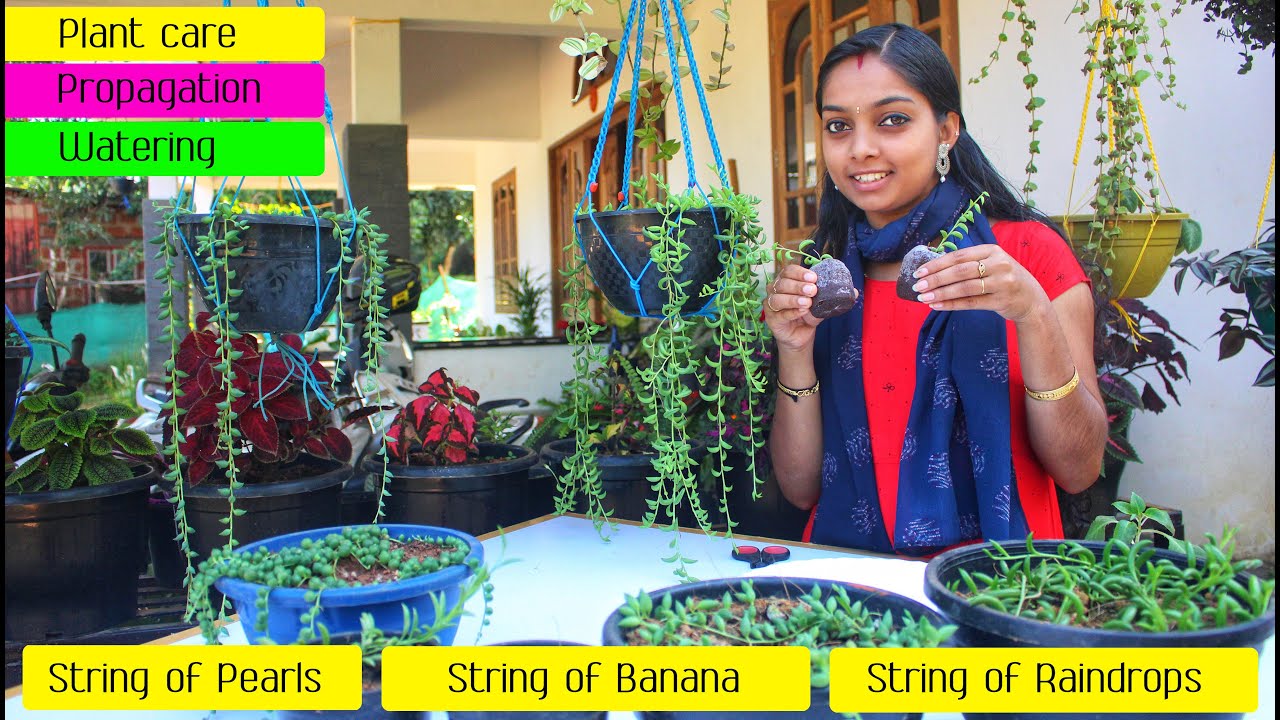 Hanging Plants Care | String of banana | string of pearls | string of ...