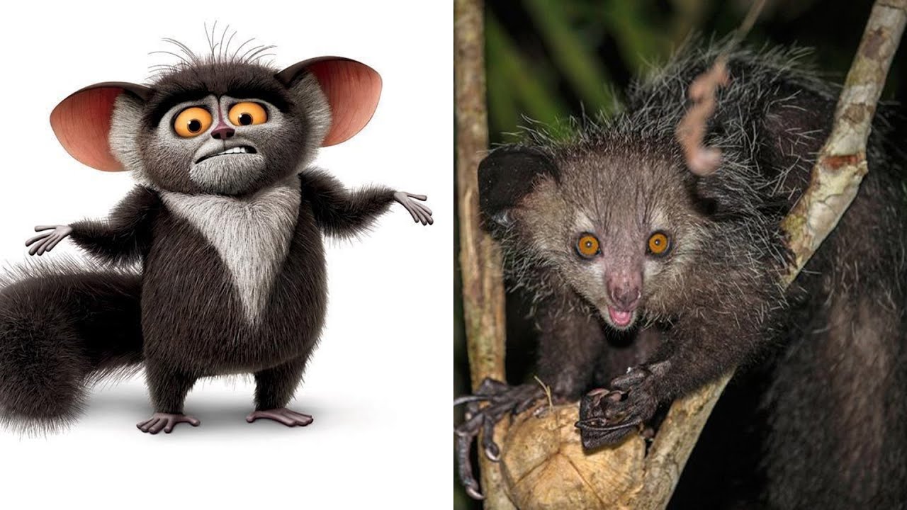 MADAGASCAR characters IN REAL LIFE 2022 | Zilo TV - YouTube