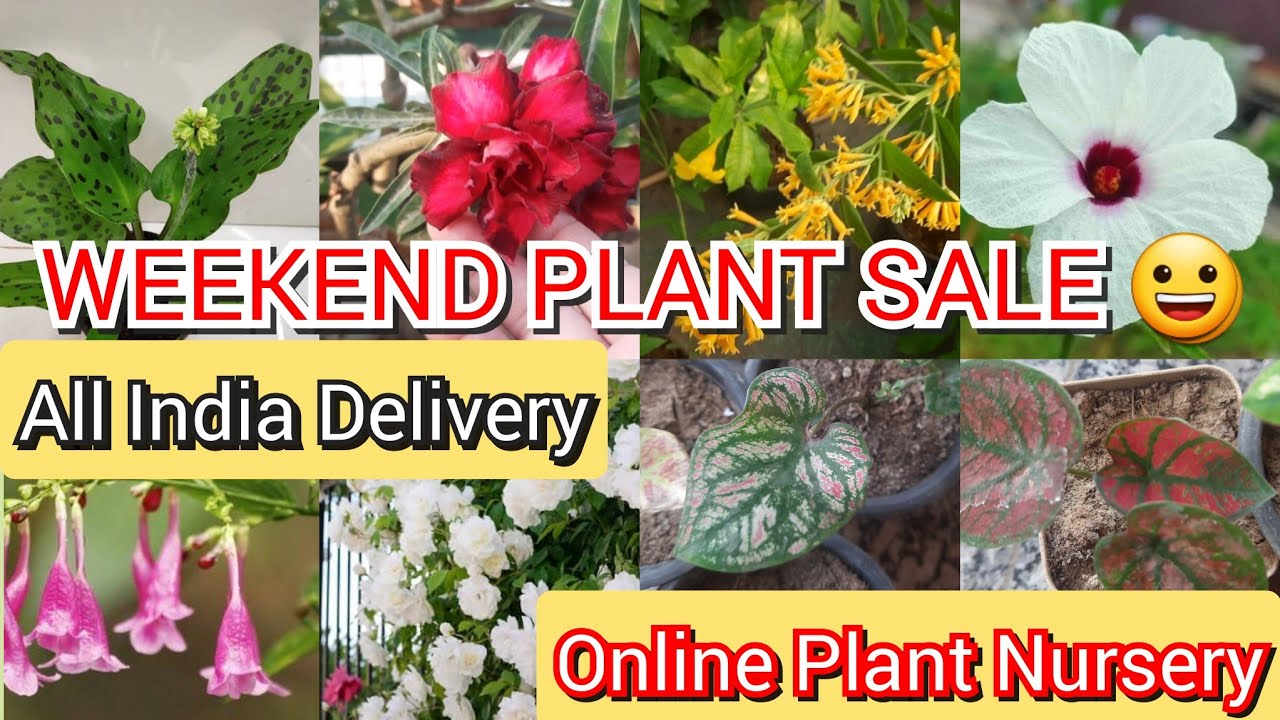 Weekend plants sale @nature home nursery, online plant nursery ...