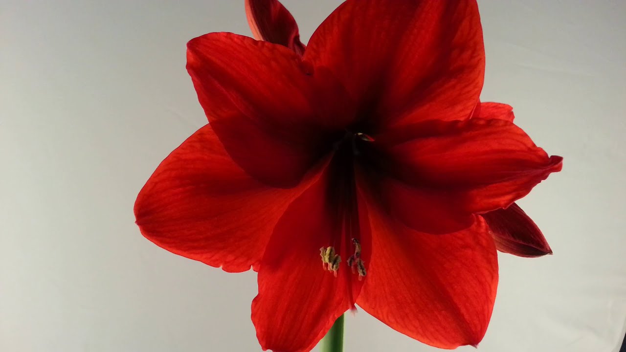 Time Lapse Giant Amaryllis - 10 days in 1 minute 30 seconds. - YouTube