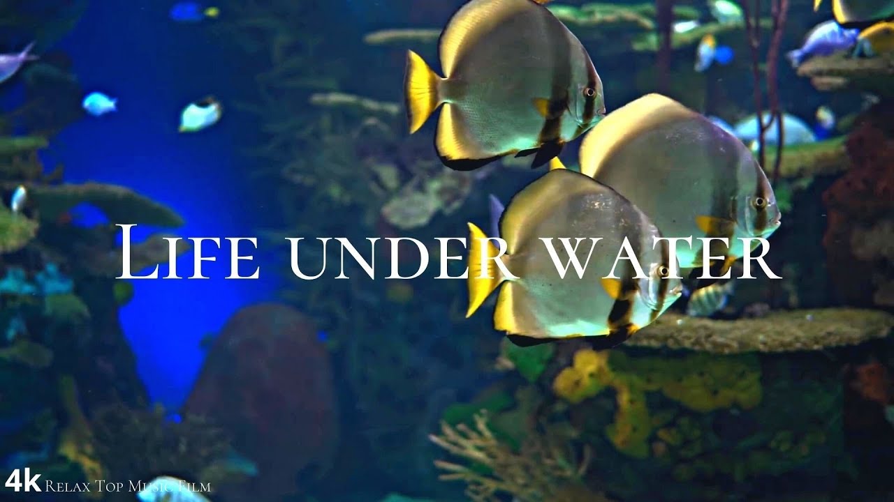 Life Under Water 4K 1 HOUR - YouTube