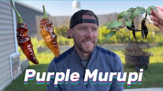 Purple Murupi Pepper Review