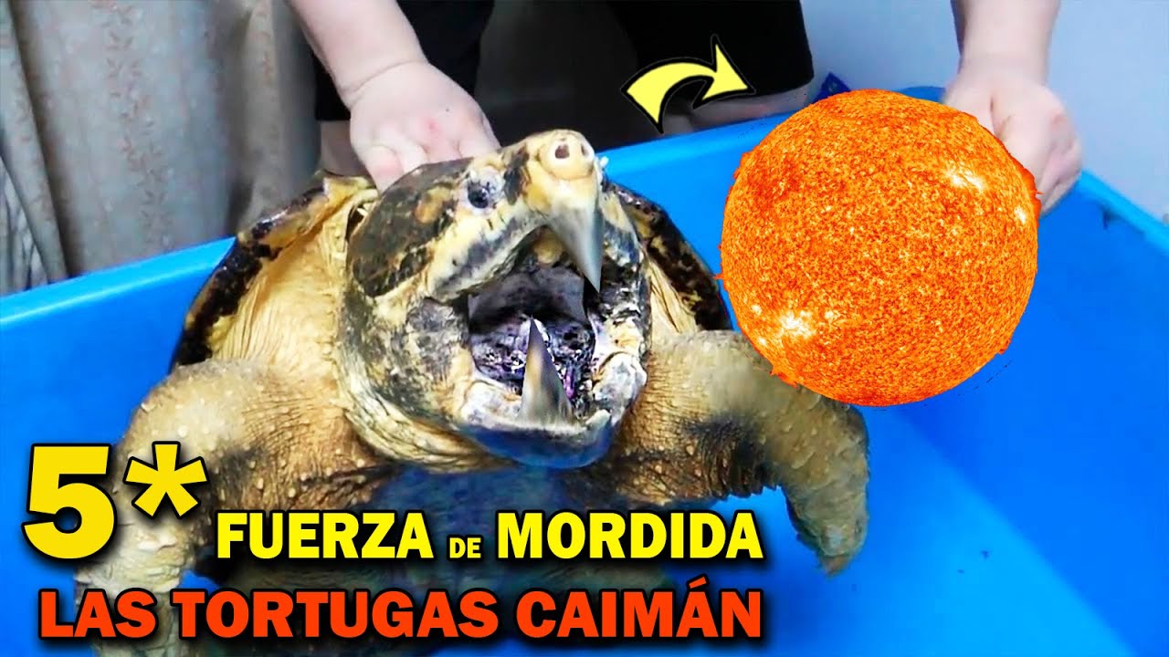 Esta tortuga muerde más fuerte que un tiranosaurio, ¿puedes creerlo ...