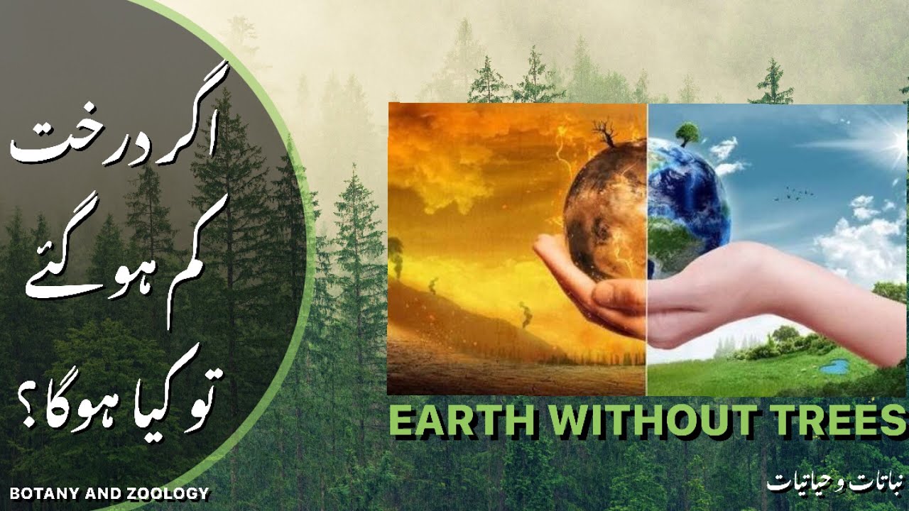 What if there are no trees on Earth? | Importance of trees explained ...