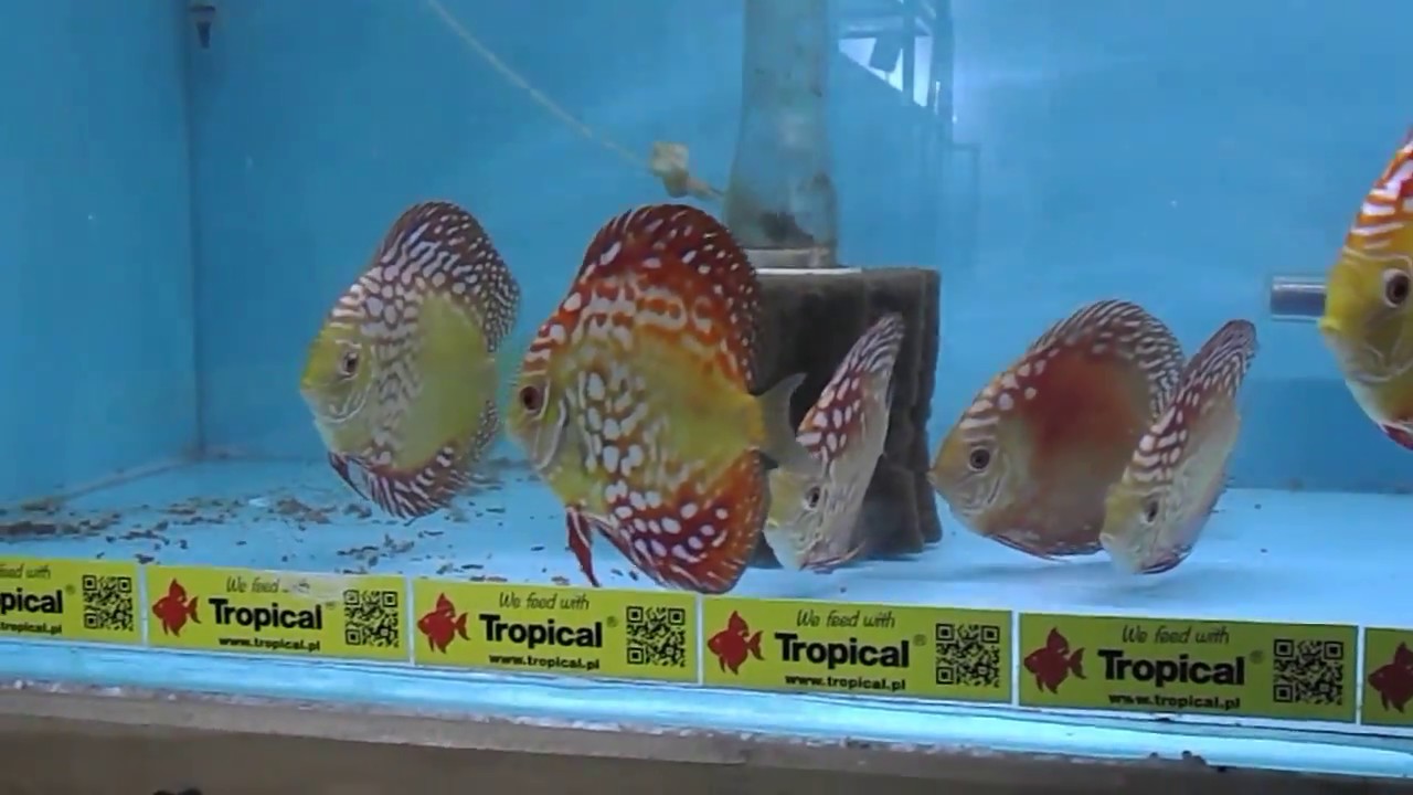 Discus Red Panda - YouTube