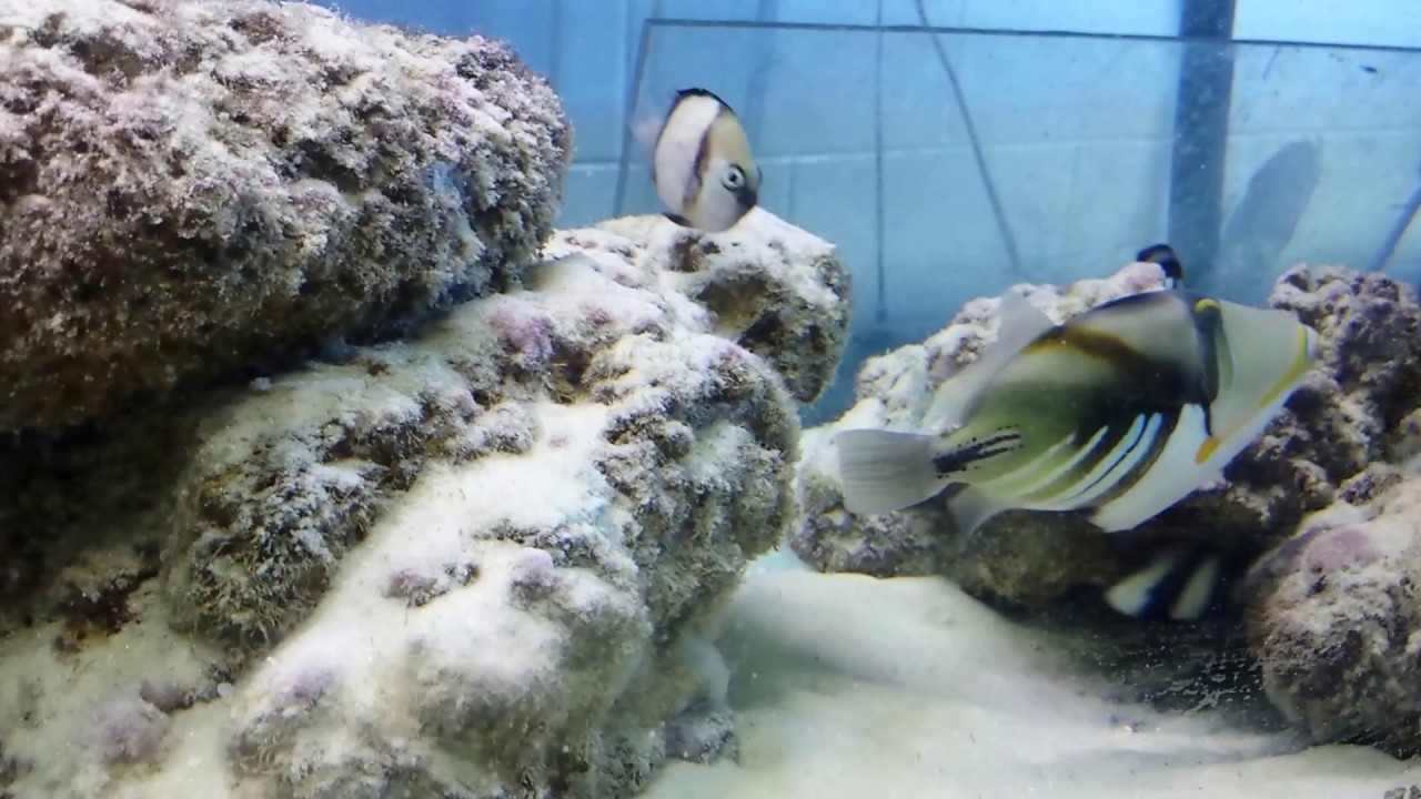 Huma Trigger fish and Damsels after feasting on krill dinner... - YouTube