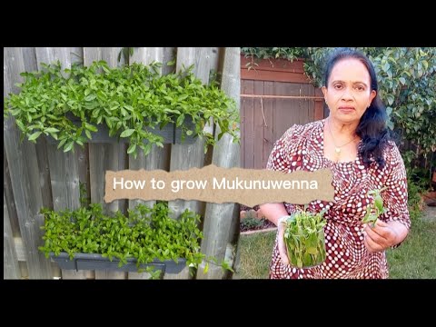 මුකුණුවැන්න වගාව How to grow mukunuwenna - YouTube