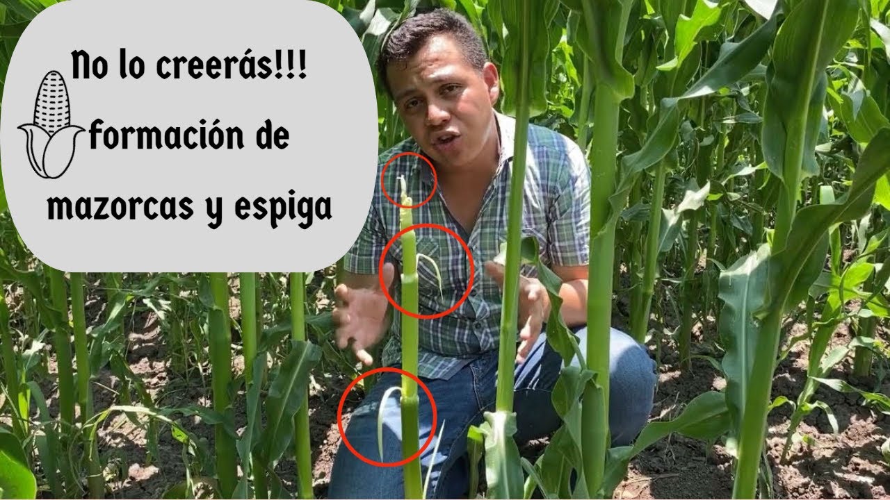 Formación de mazorcas y espigas en el cultivo de maíz. Diferenciación ...