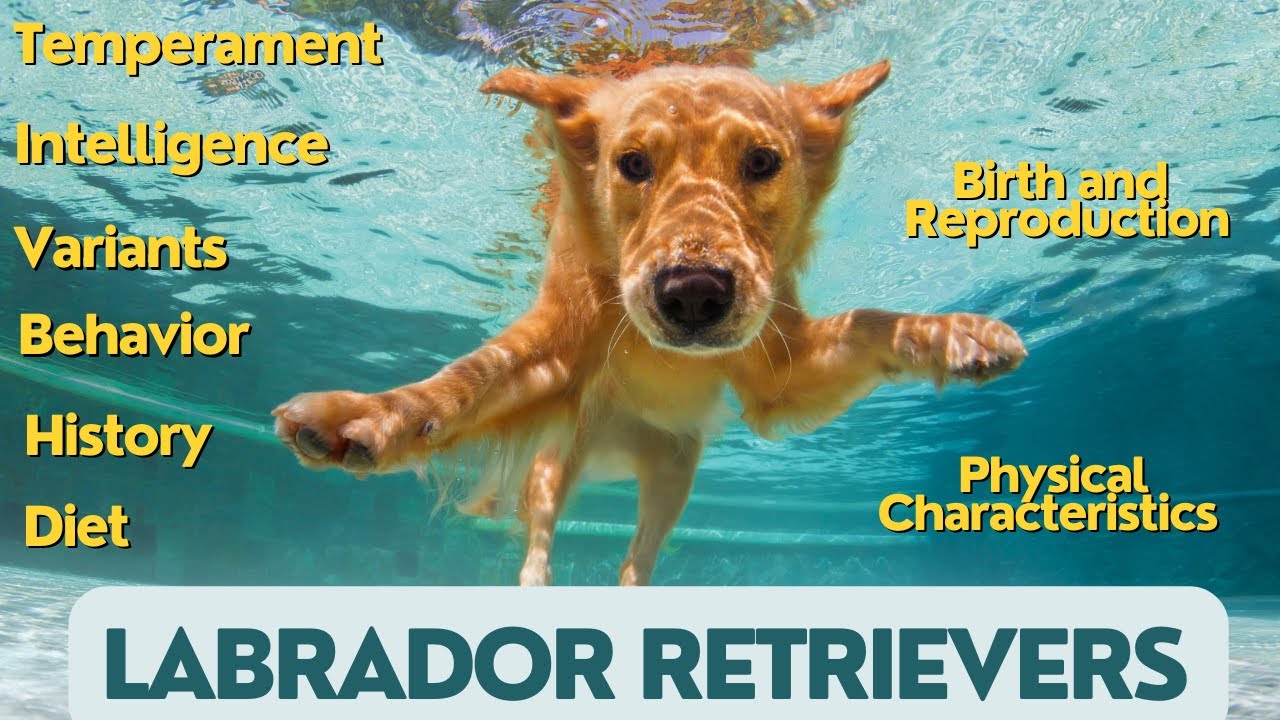 Life with Labradors: Heartwarming Stories and Insights - YouTube