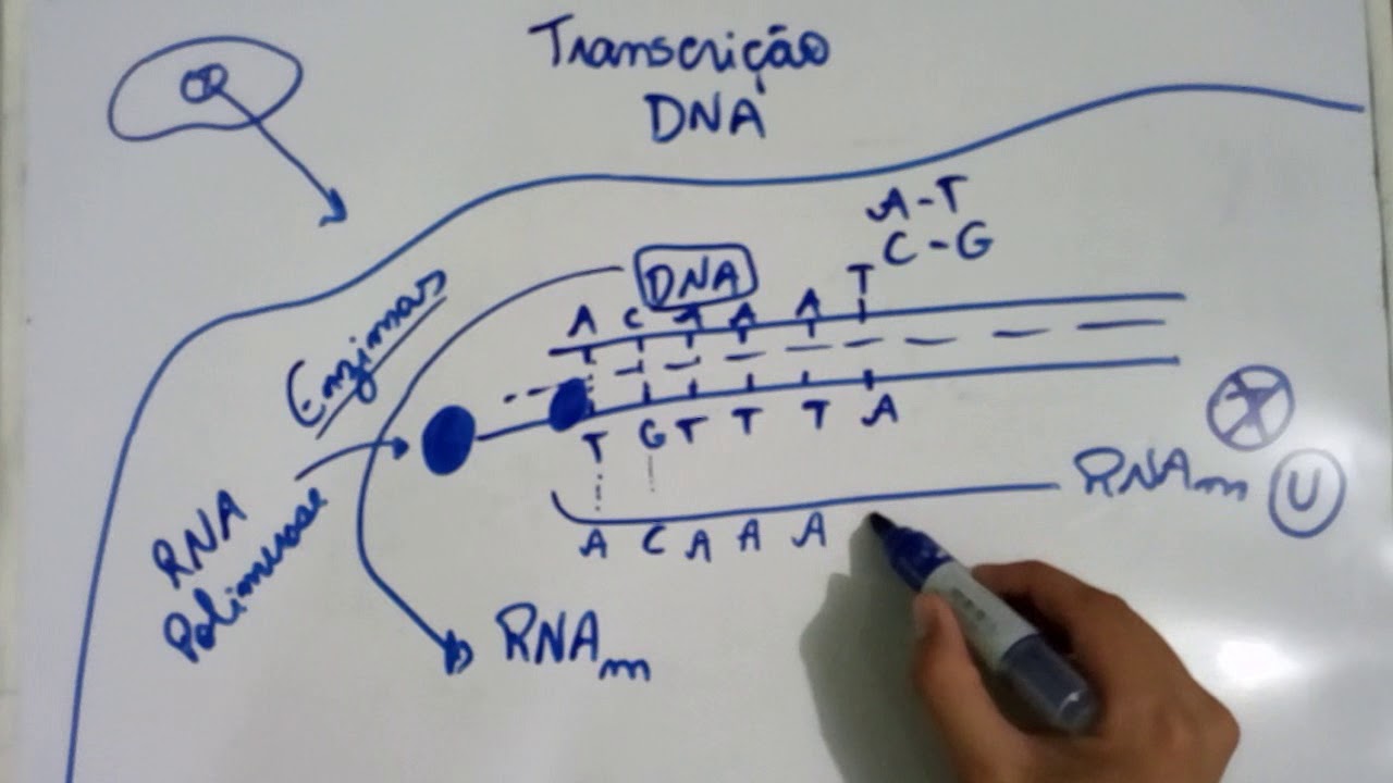 Transcrição do DNA - Explicação Detalhada - YouTube