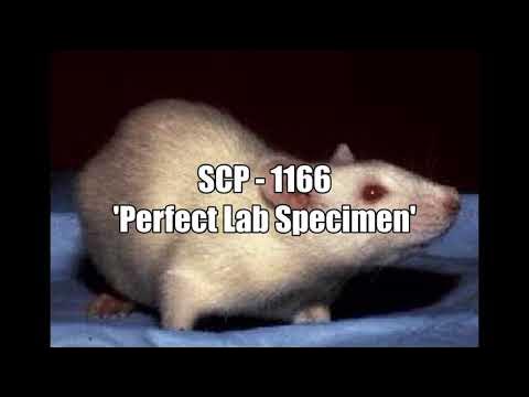 SCP - 1166 'Perfect Lab Specimen' - YouTube