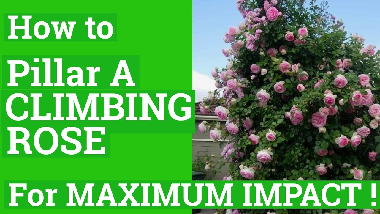 ROSE CARE. How To PILLAR a CLIMBING ROSE. Buhay Amerika. Rose Garden ...