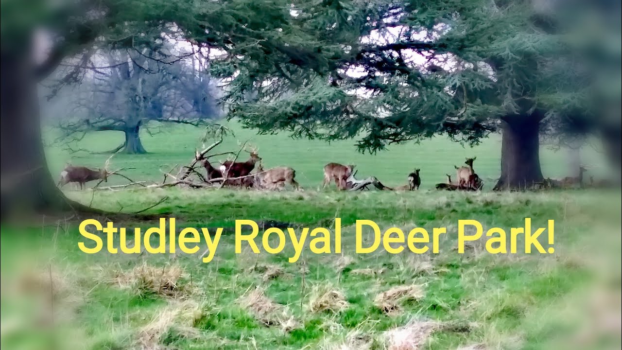 Studley Royal Deer Park. - YouTube