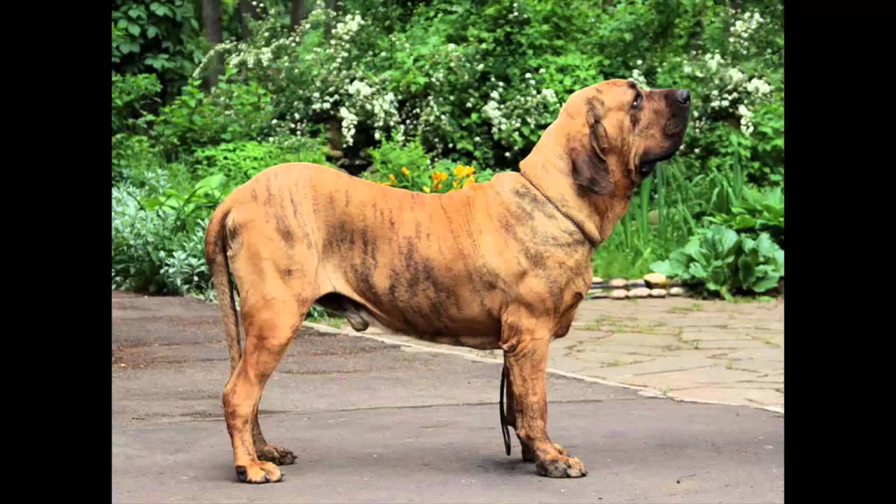 TOP 10 STRONGEST DOGS IN THE WORLD AmazingVideosWorld YouTube top-10-strongest-dogs-in-the-world-amazingvideosworld-youtube