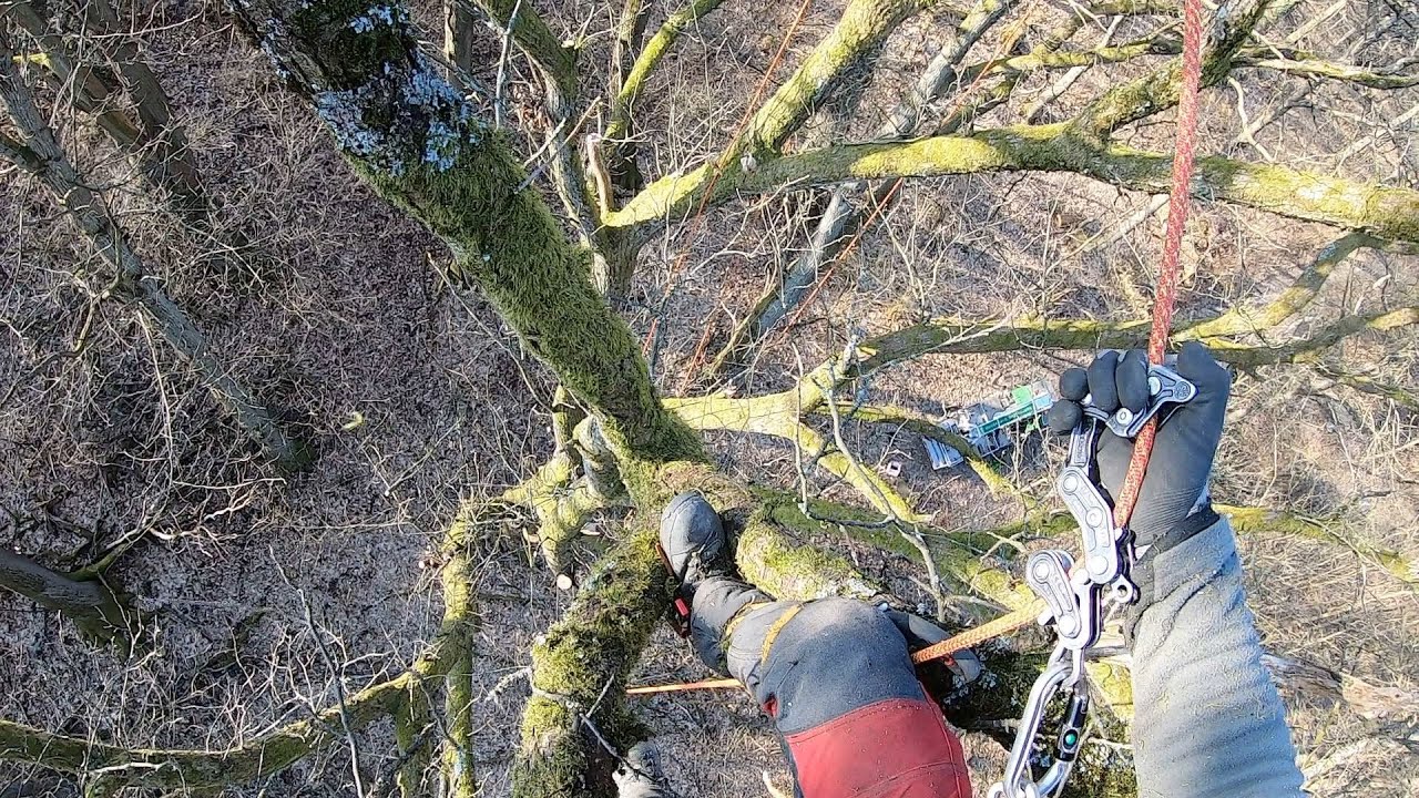 Einfachseil ist GEIL! Naturdenkmal klettern! Rope Runner Pro im Einsatz ...