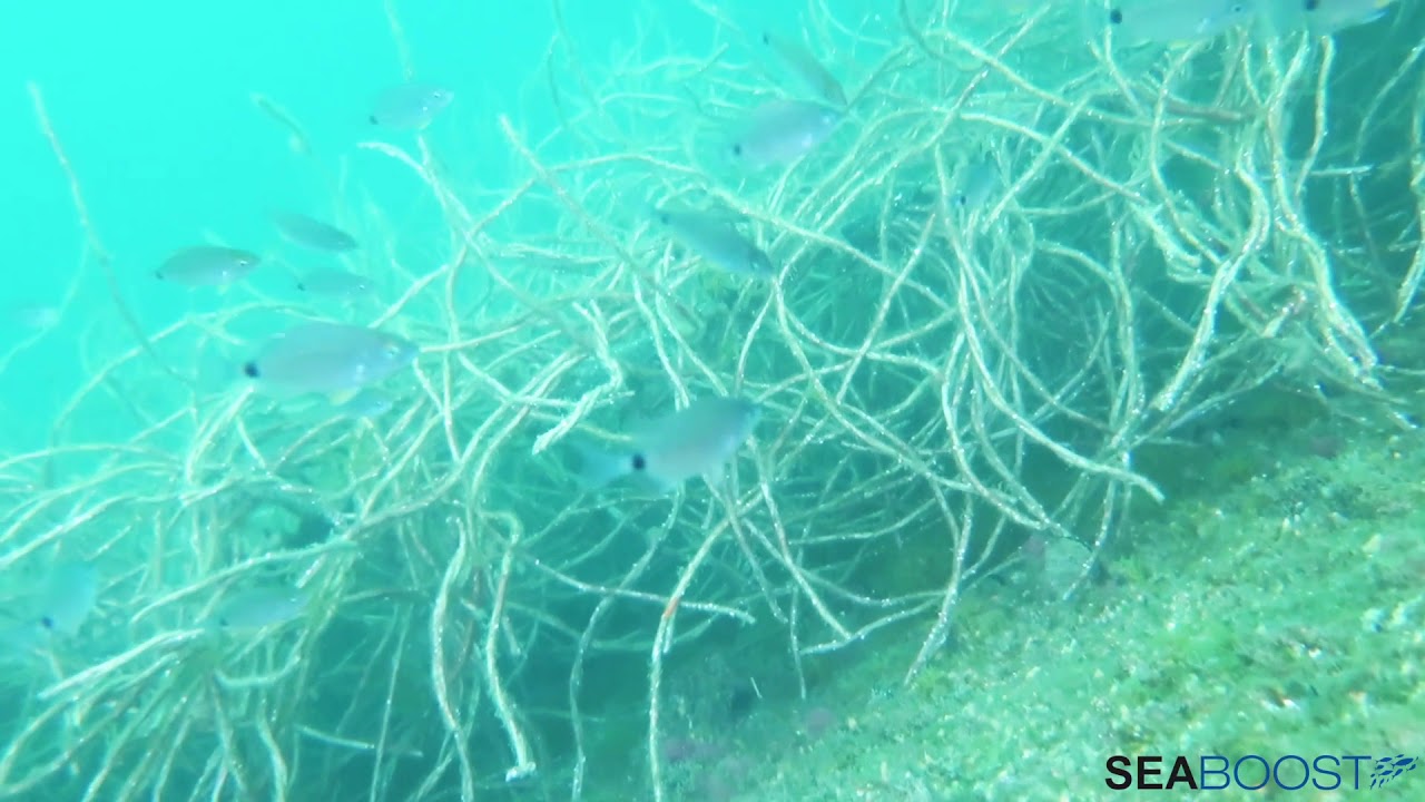 Biomimetic seagrass artificial reef for juvenile fish Seaboost 2018 ...