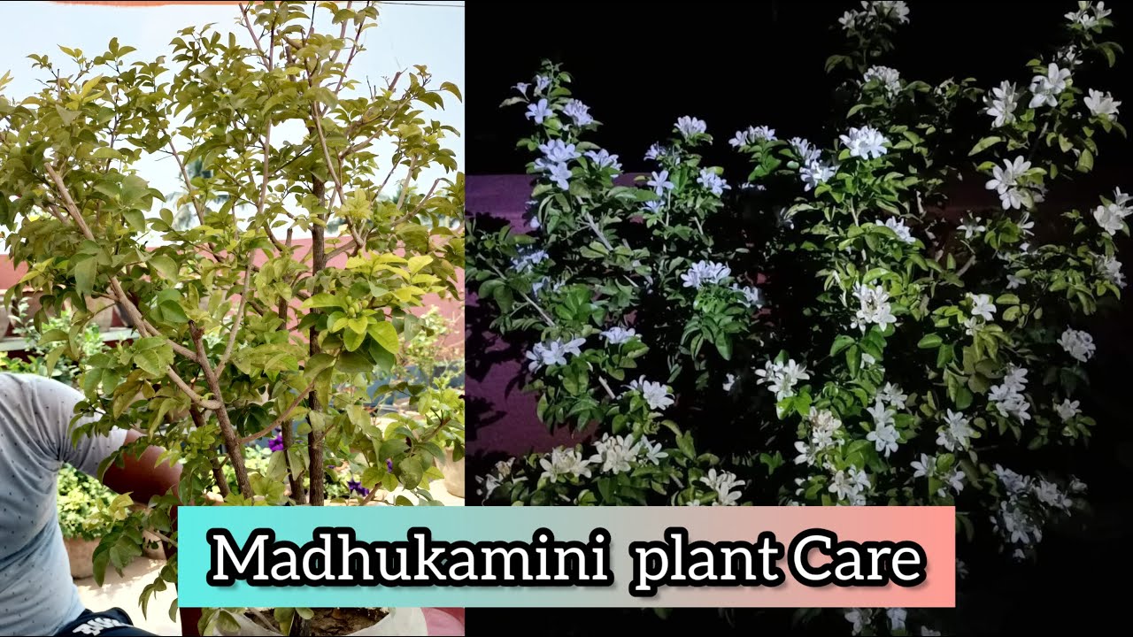 madhukamini /orange jasmine/kamini/Murraya Paniculata plant perfect ...