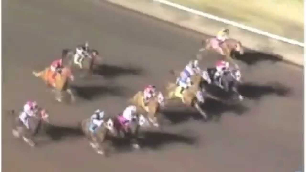 AQHA Racing Sire: Im A Fancy PYC - YouTube