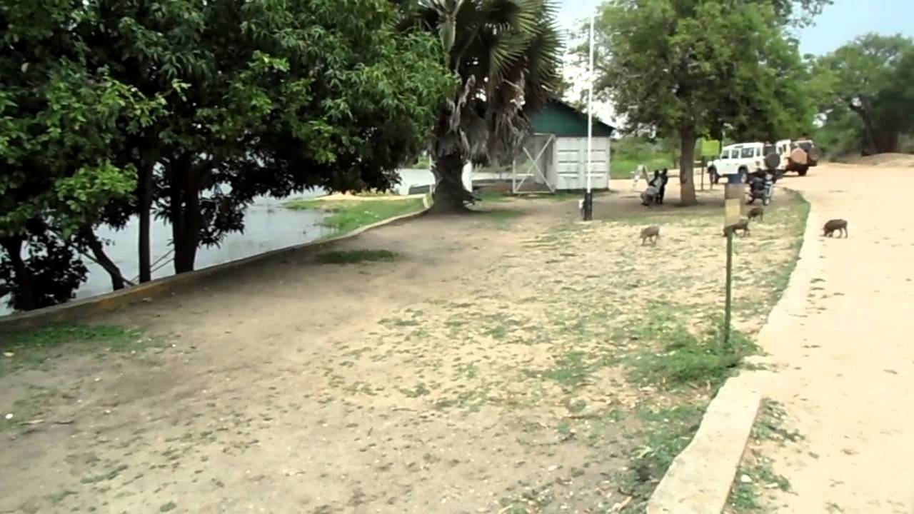 Pumba (Wild Hogs) with babies are playing in Murchison Falls ...