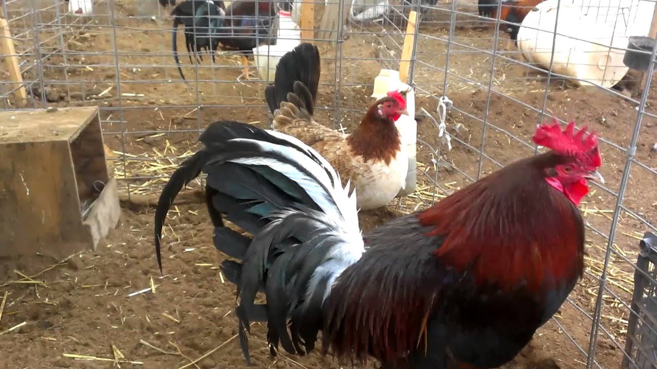 Claret broodcock - YouTube