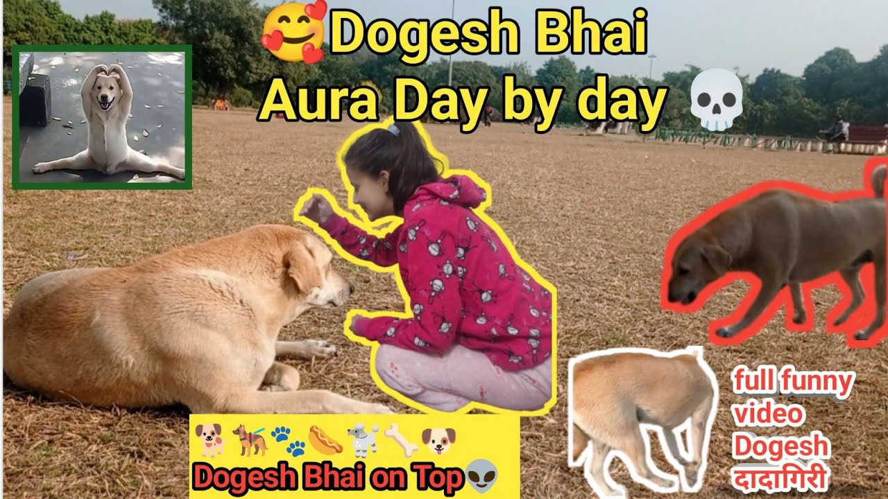 Dogesh Bhai ka जलवा है | Dogesh Bhai on Top | Dogesh Bhai Aura 👽 ...