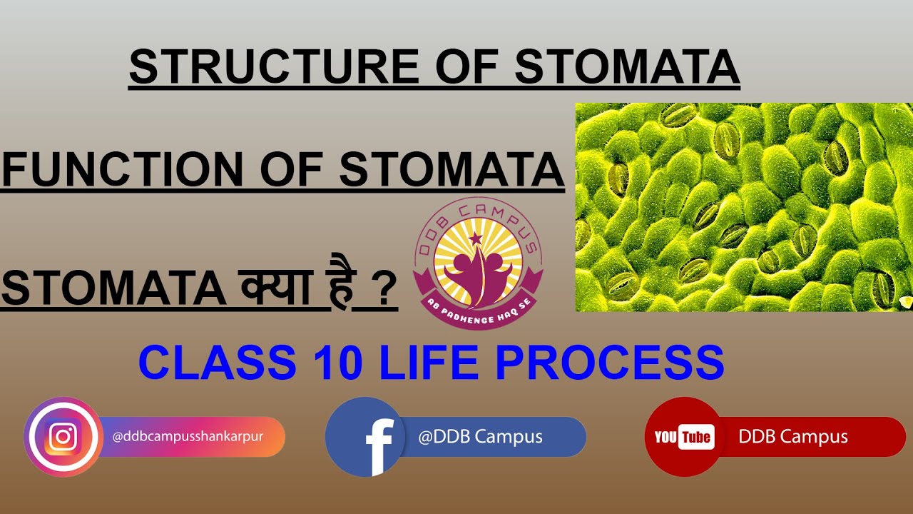 What is Stomsta? | Structure Of Stomata | Class 10 Biologgy NCERT - YouTube