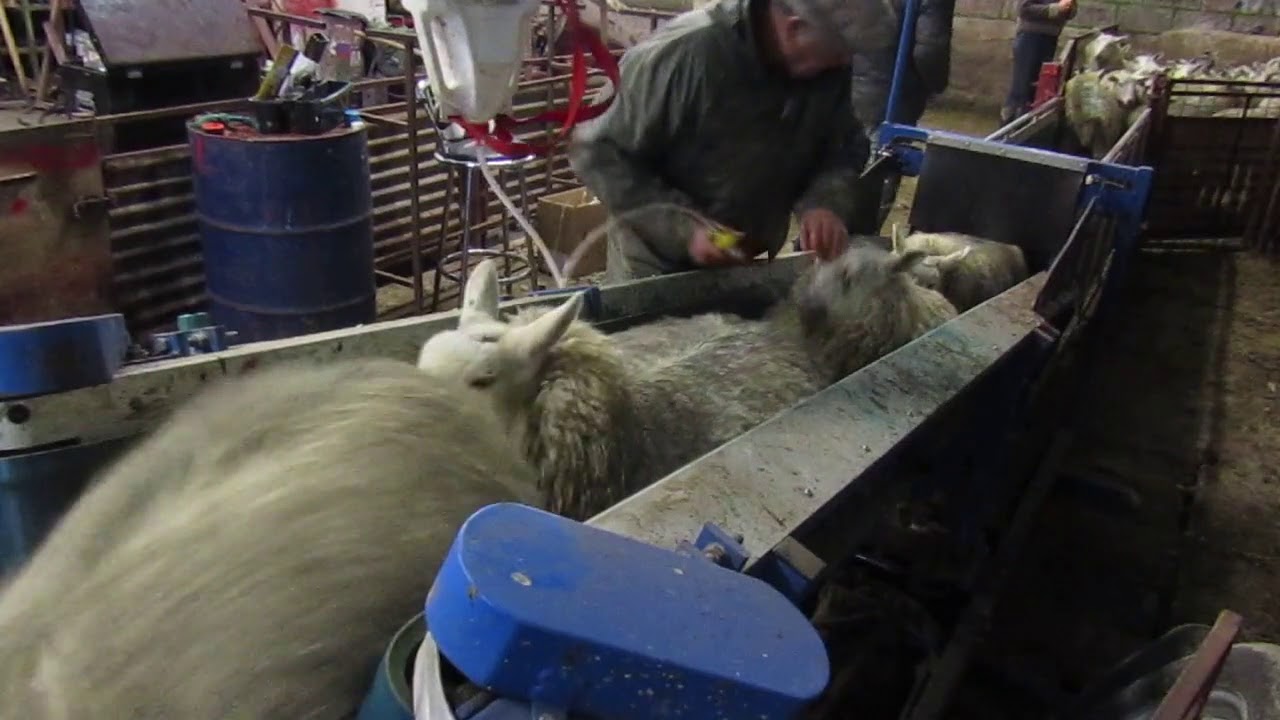 Steve Jones Sheep Conveyors - YouTube