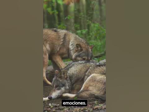 "Datos Curiosos e Increíbles Sobre los Lobos 🐺" - YouTube
