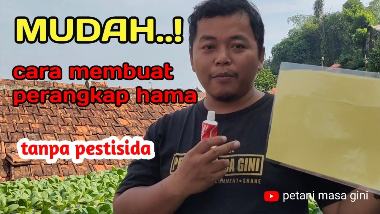 MUDAH!! BEGINI CARA MEMBUAT PERANGKAP HAMA(YELLOW TRAP) - YouTube