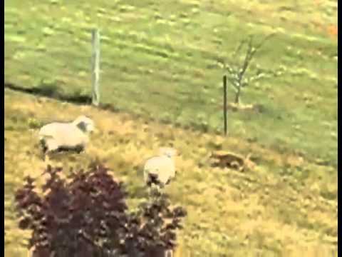 Intimidating Sheep Chase Away Fox - YouTube
